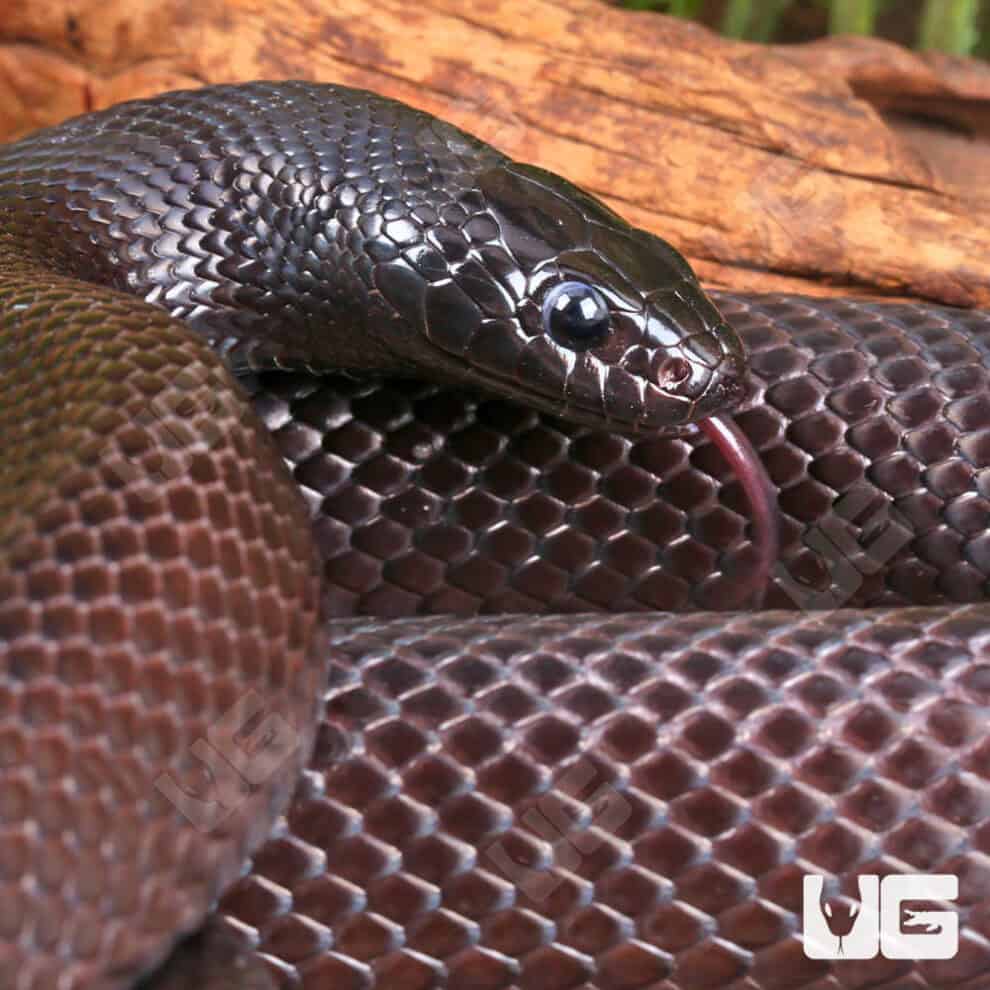 Kingsnakes For Sale - Underground Reptiles