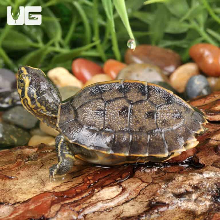Baby Yellow-Headed Temple Turtles For Sale - Underground Reptiles
