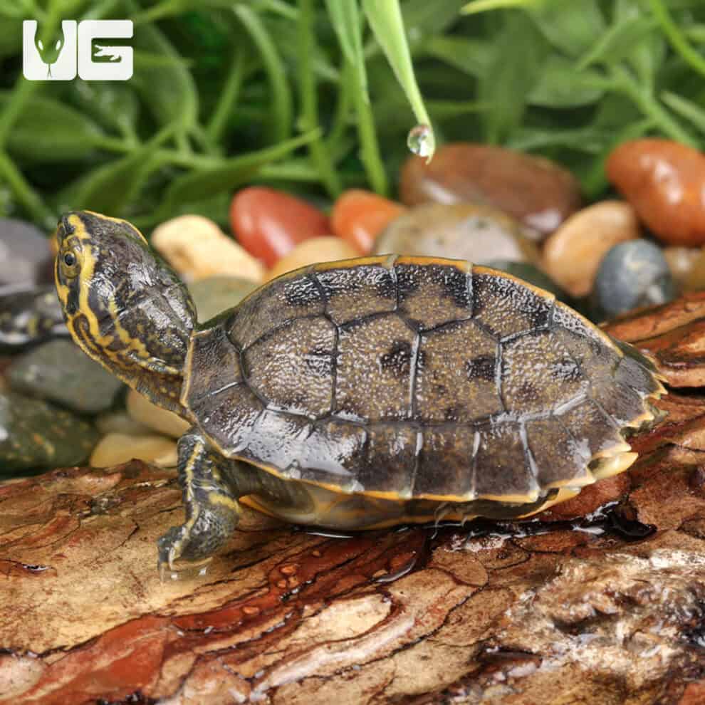 Baby Yellow-Headed Temple Turtles For Sale - Underground Reptiles