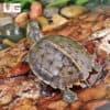 Baby Yellow-Headed Temple Turtles For Sale - Underground Reptiles