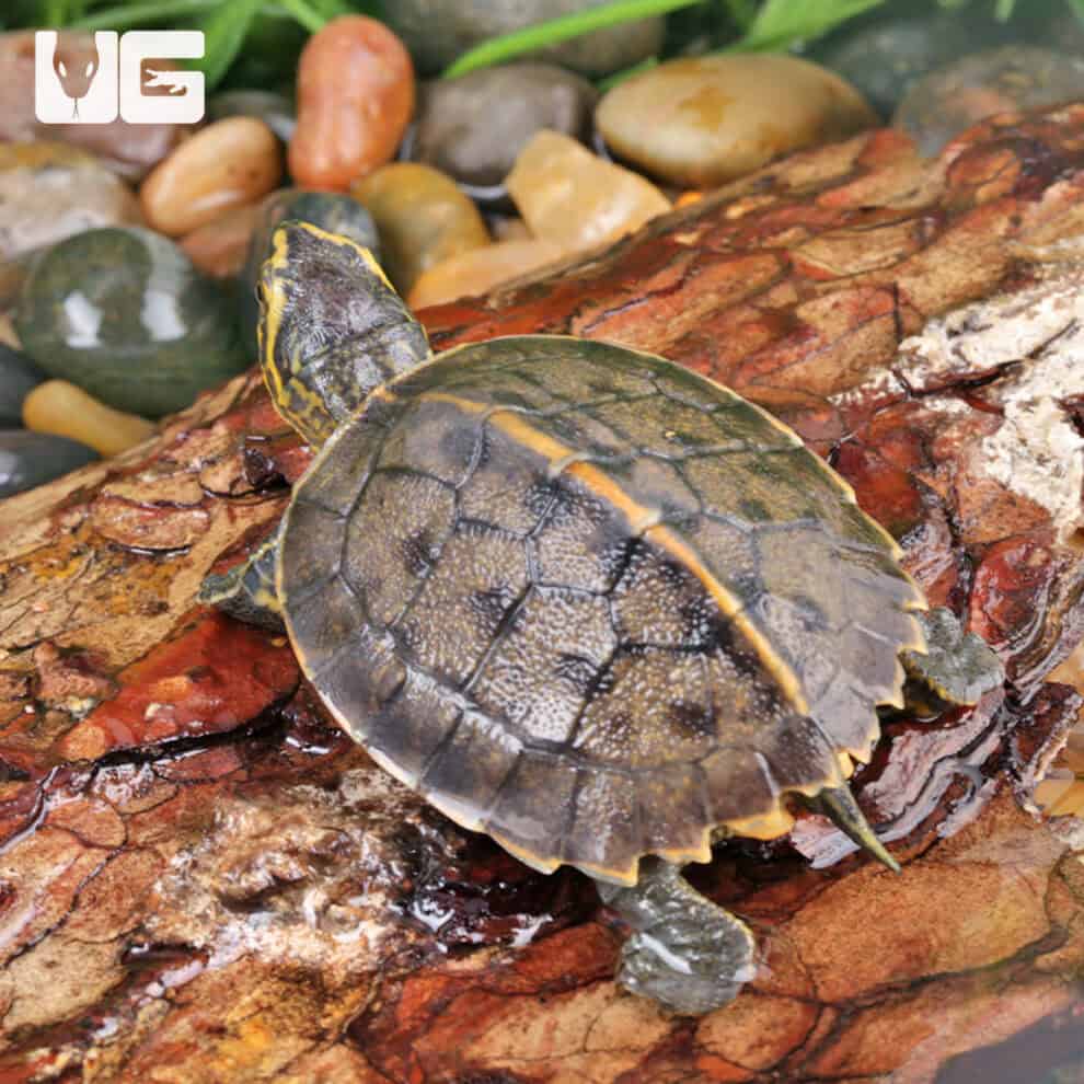 Turtles For Sale - Underground Reptiles