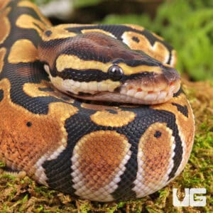 Baby Ball Pythons For Sale - Underground Reptiles