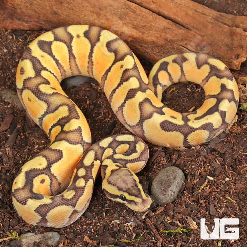 Ball Pythons For Sale - Underground Reptiles