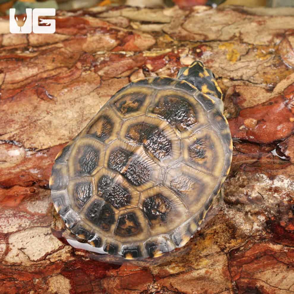 Turtles For Sale - Underground Reptiles