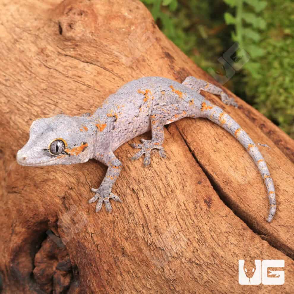 Crested & New Caledonia Geckos For Sale - Underground Reptiles