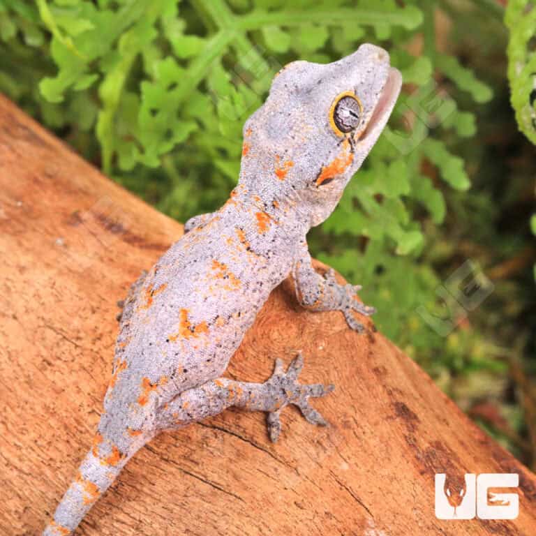 Baby Orange Reticulated Gargoyle Geckos (Rhacodactylus auriculatus) For ...