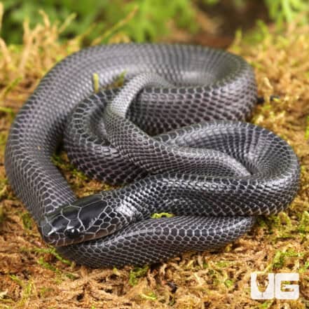 African File Snake For Sale - Underground Reptiles