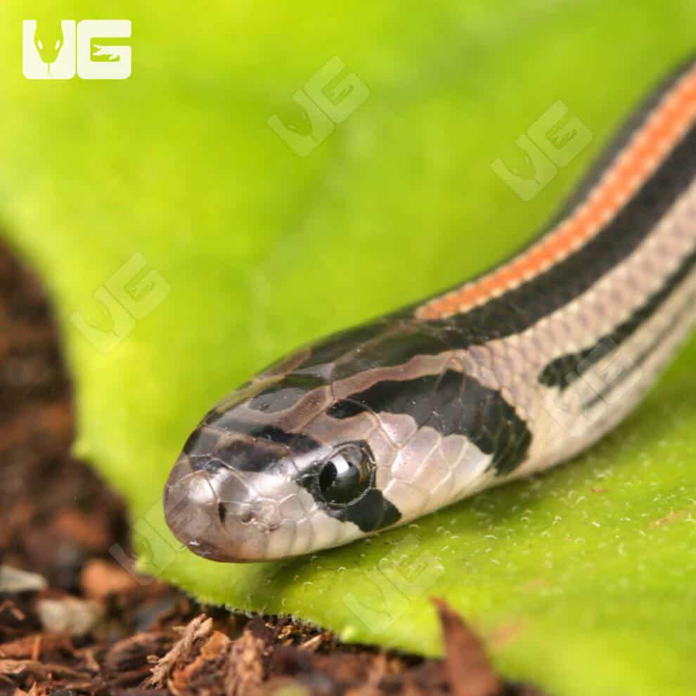 Bred By UG Archives - Page 2 of 13 - Underground Reptiles