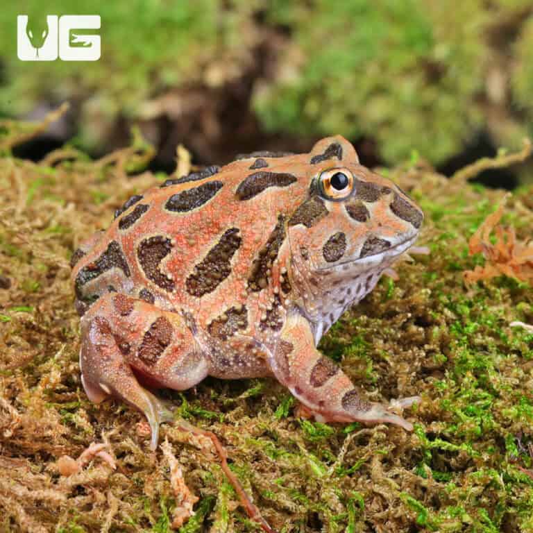Coffee Pacman Frogs For Sale - Underground Reptiles