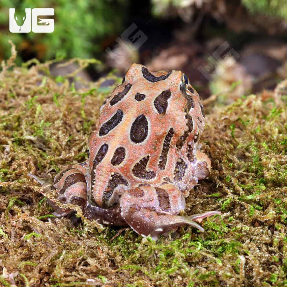 Coffee Pacman Frogs For Sale - Underground Reptiles