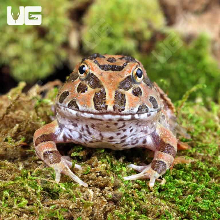 Coffee Pacman Frogs For Sale - Underground Reptiles