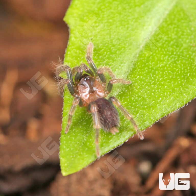 Costa Rican Tiger Rump Tarantula (Davus fasciatus) For Sale ...