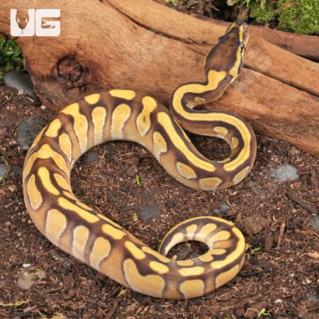 Ball Pythons For Sale - Underground Reptiles