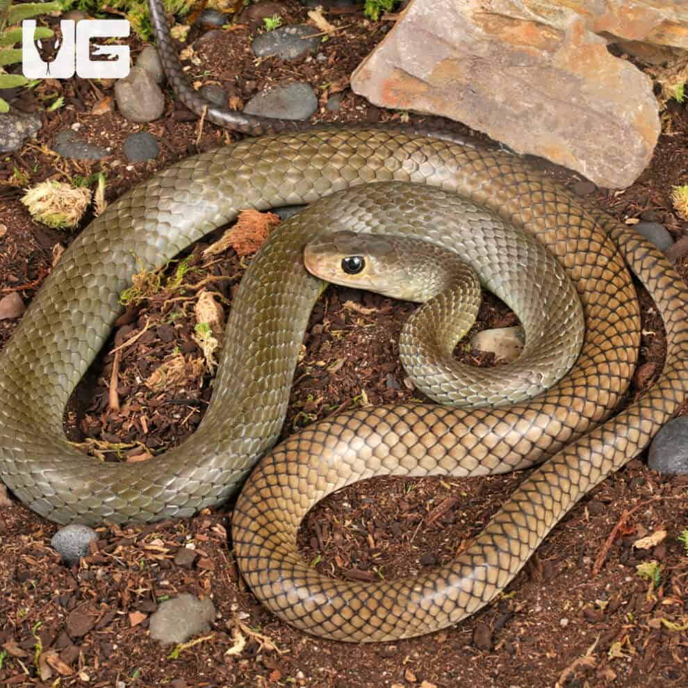 New Reptiles & Amphibians - Underground Reptiles