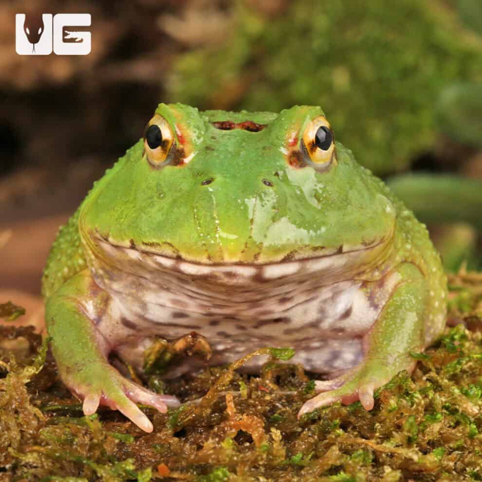 Matcha Pacman Frogs for sale - Underground Reptiles