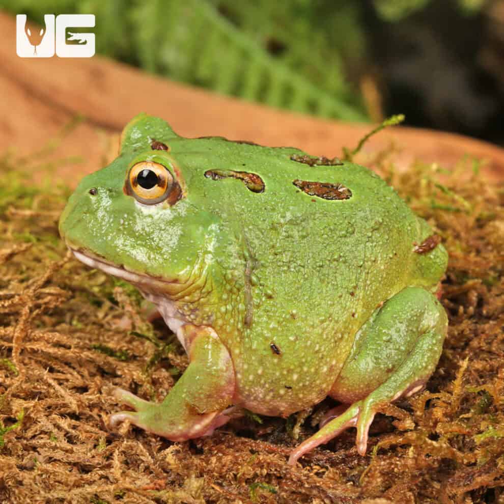 Matcha Pacman Frogs for sale - Underground Reptiles