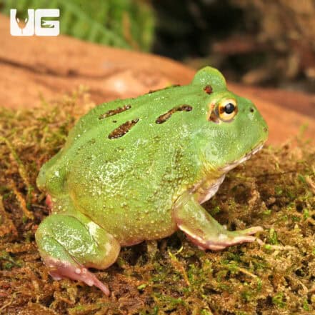 Matcha Pacman Frogs for sale - Underground Reptiles