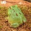 Matcha Pacman Frogs for sale - Underground Reptiles