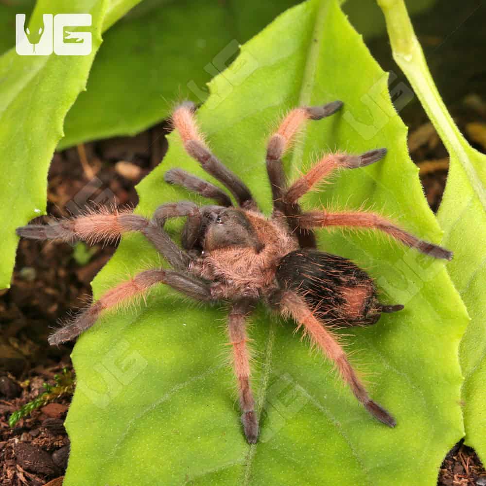 Mexican Red Leg Tarantula (Brachypelma emilia) For Sale - Underground ...
