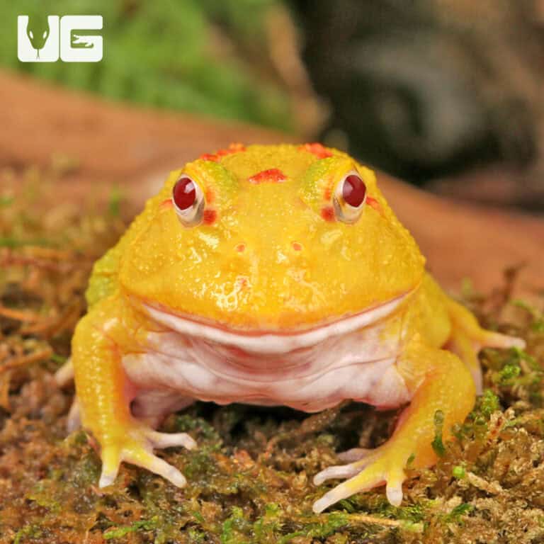 Pikachu Pacman Frogs for sale - Underground Reptiles