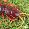 Centipedes, Millipedes and More For Sale - Underground Reptiles