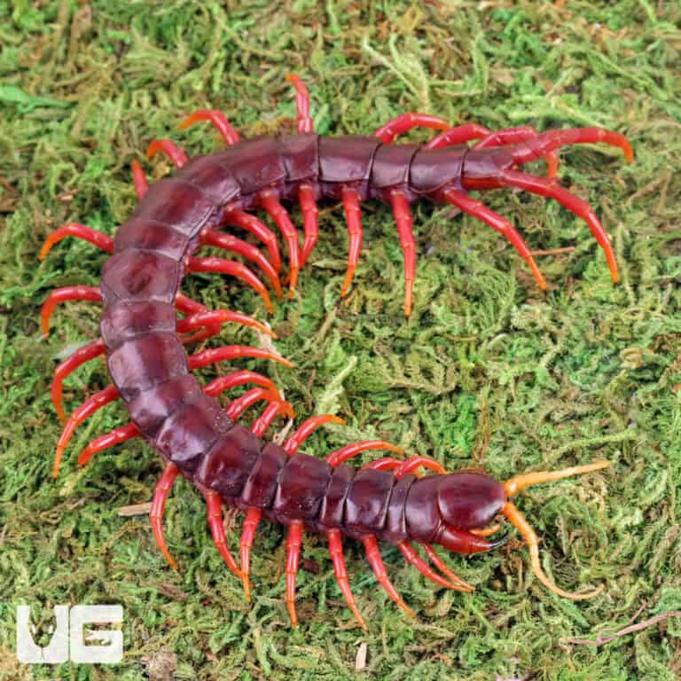 Centipedes, Millipedes and More For Sale - Underground Reptiles