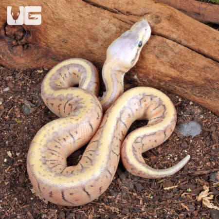 Ball Pythons For Sale - Underground Reptiles