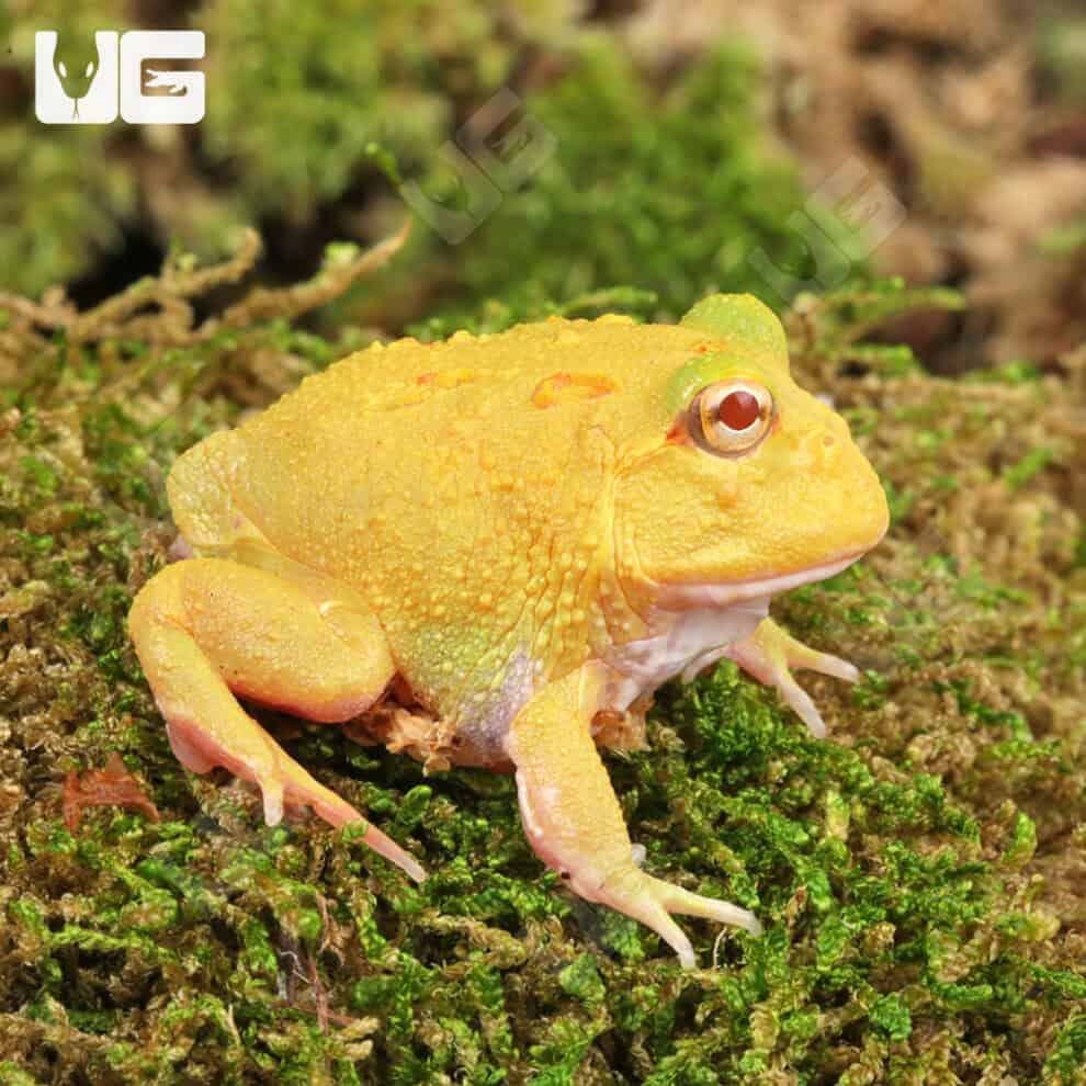 Pacmans & Pixie Frogs For Sale - Underground Reptiles
