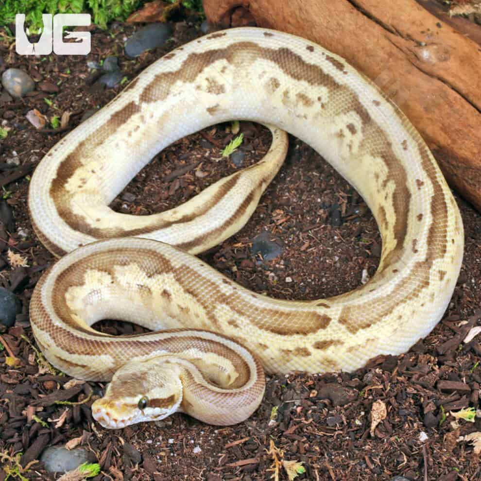 Ball Pythons For Sale - Underground Reptiles