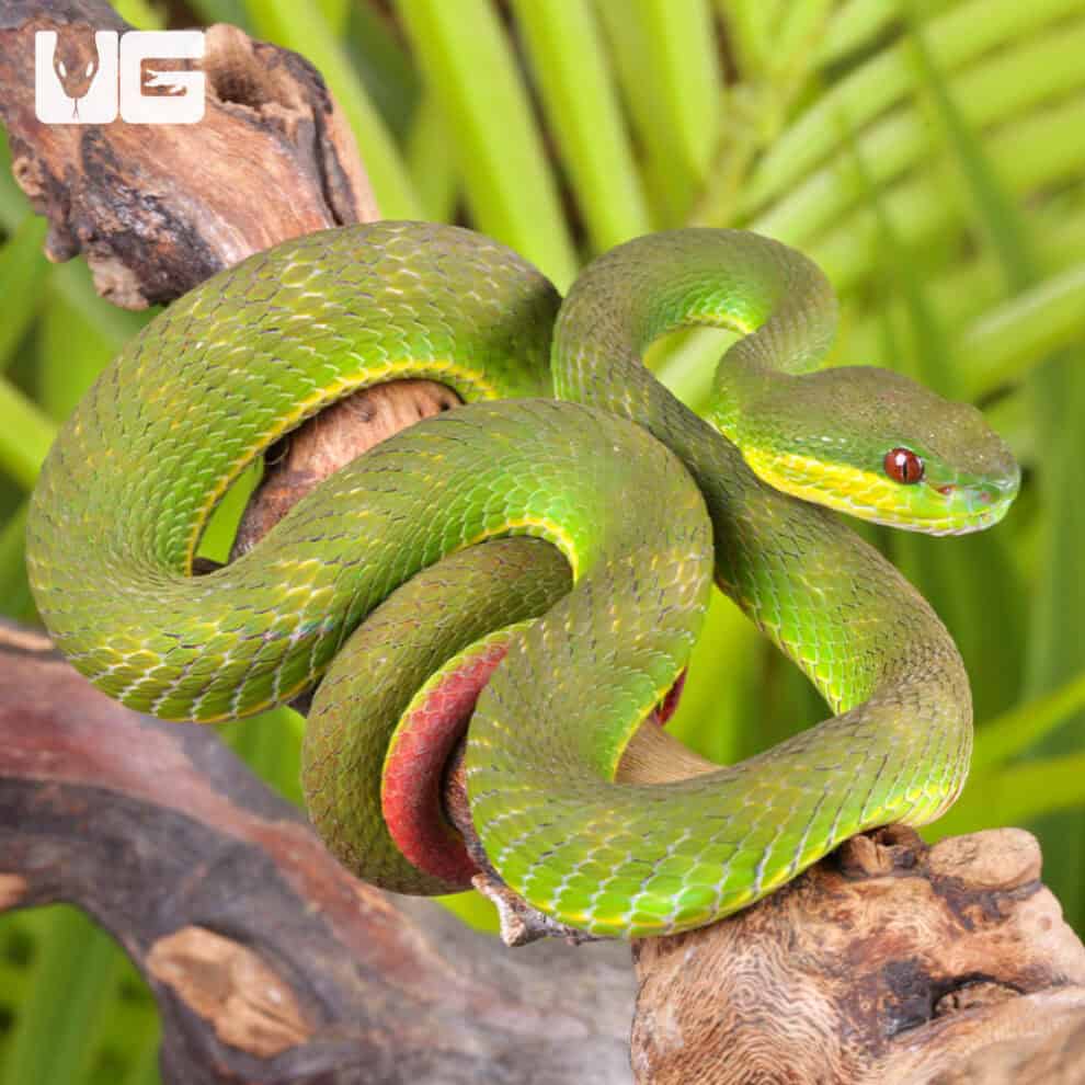 White Lipped Pit Viper (Trimeresurus albolabris) For Sale - Underground ...