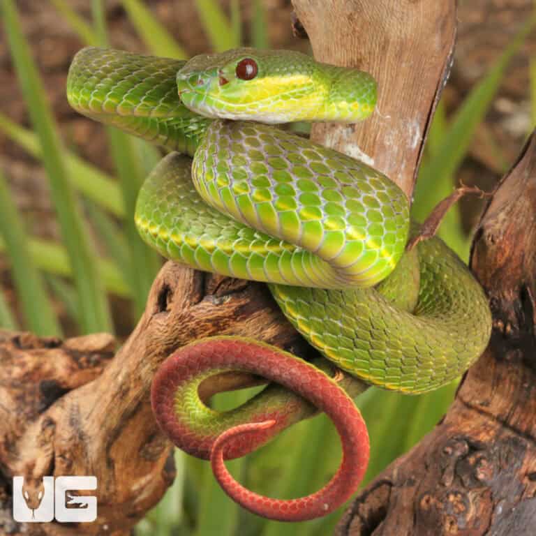 White Lipped Pit Viper (Trimeresurus albolabris) For Sale - Underground ...