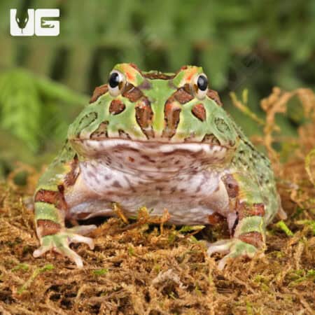 Samurai Blue Pacman Frog For Sale - Underground Reptiles