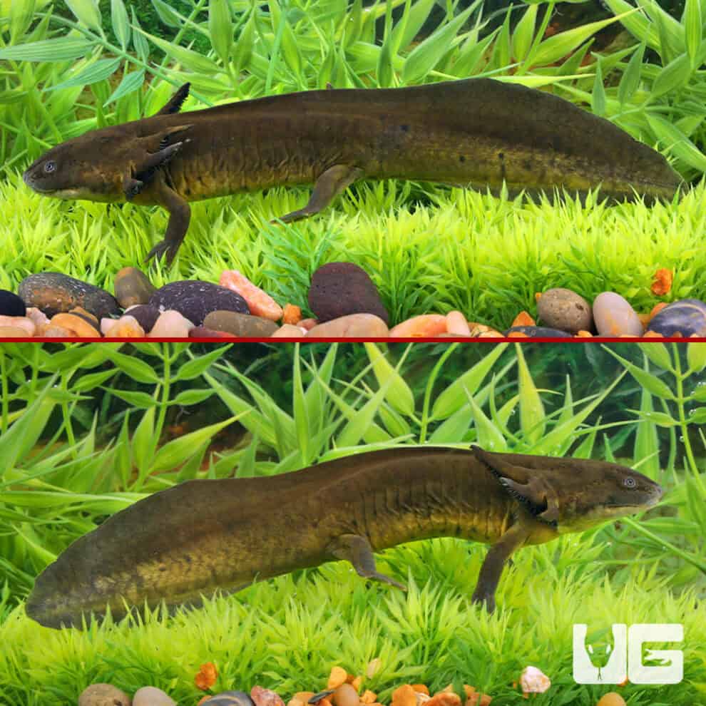 Water Dogs For Sale - Underground Reptiles