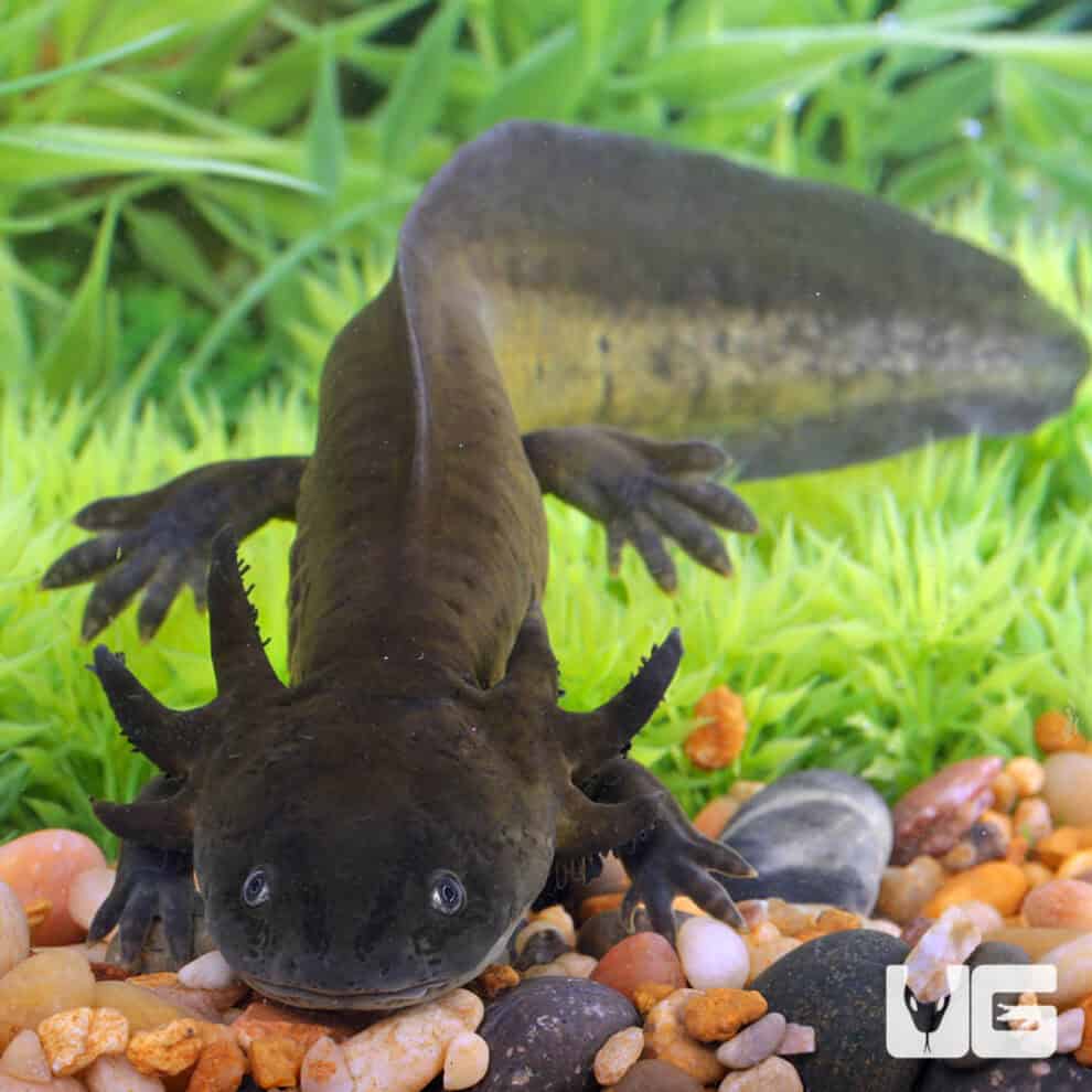 Water Dogs For Sale - Underground Reptiles