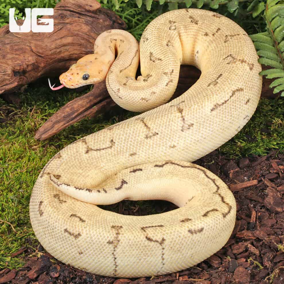 Killer Bee Ball Pythons For Sale - Underground Reptiles