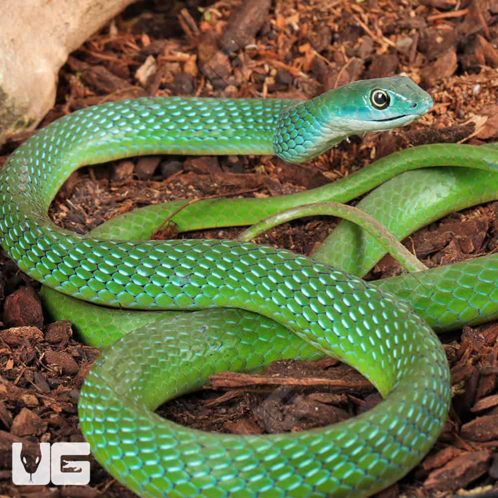 New Reptiles & Amphibians - Underground Reptiles