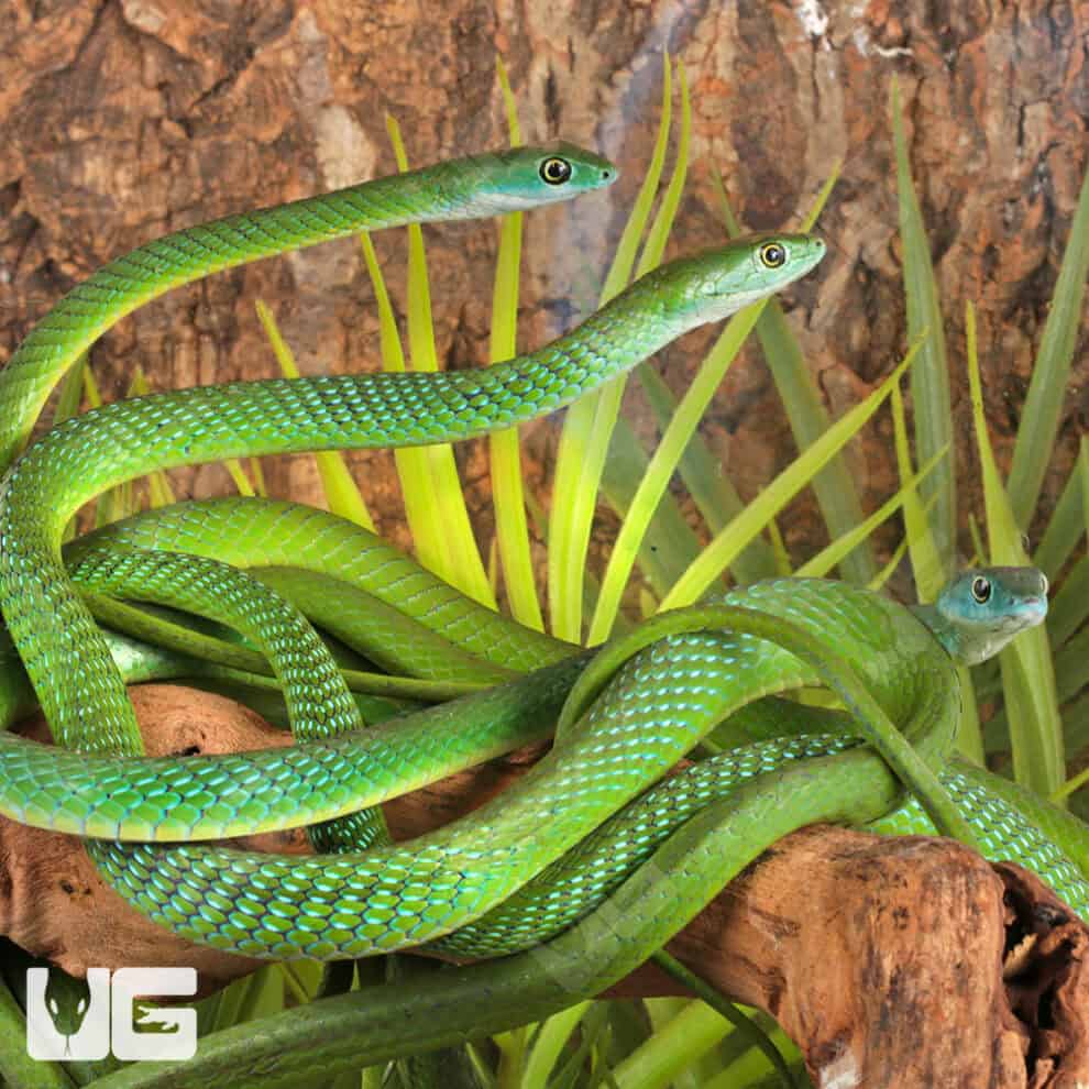 Green Bush Snakes For Sale - Underground Reptiles