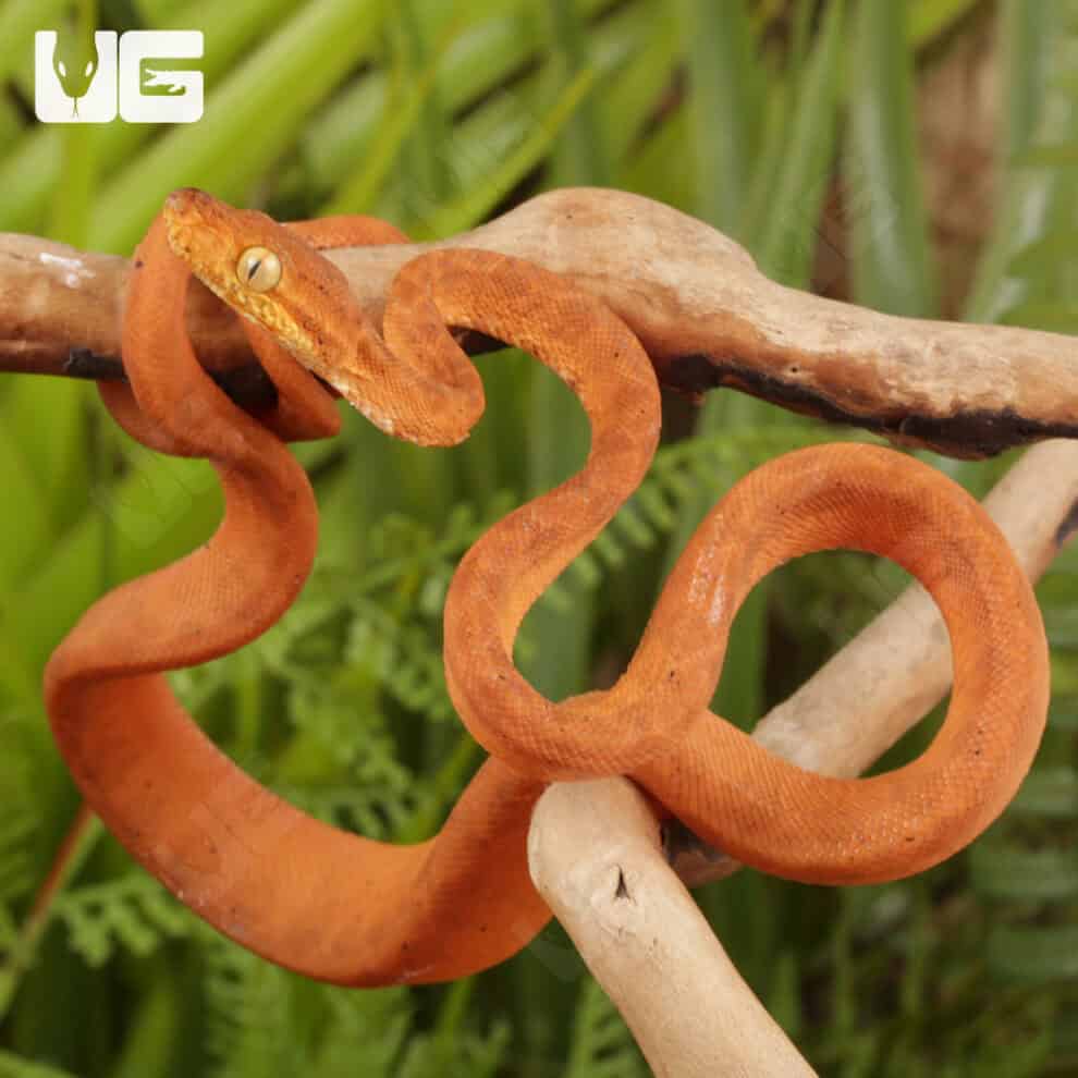 Colored Amazon Tree Boas For Sale - Underground Reptiles