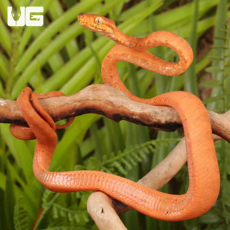 Colored Amazon Tree Boas For Sale - Underground Reptiles