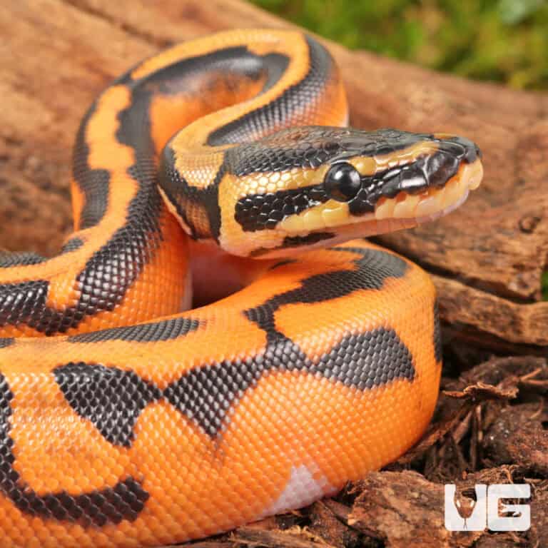 Baby Baby Orange Dream Lace Pied Ball Python For Sale - Underground ...