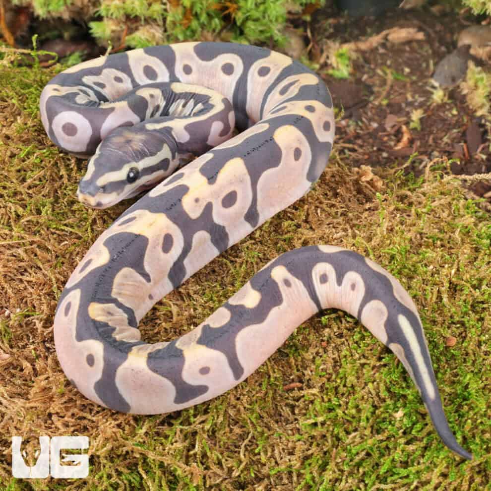 Ball Pythons For Sale - Underground Reptiles
