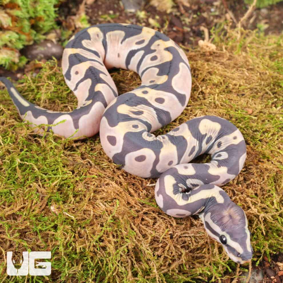 Baby Scaleless Ball Python For Sale - Underground Reptiles