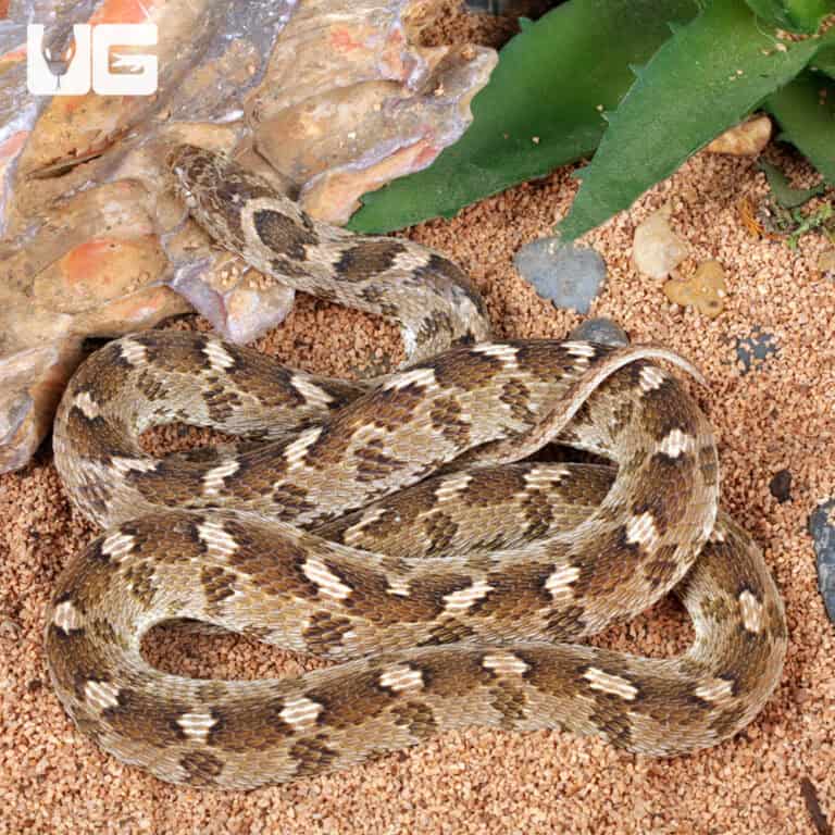 Egyptian Egg Eating Snakes (Dasypeltis bazi) For Sale - Underground ...
