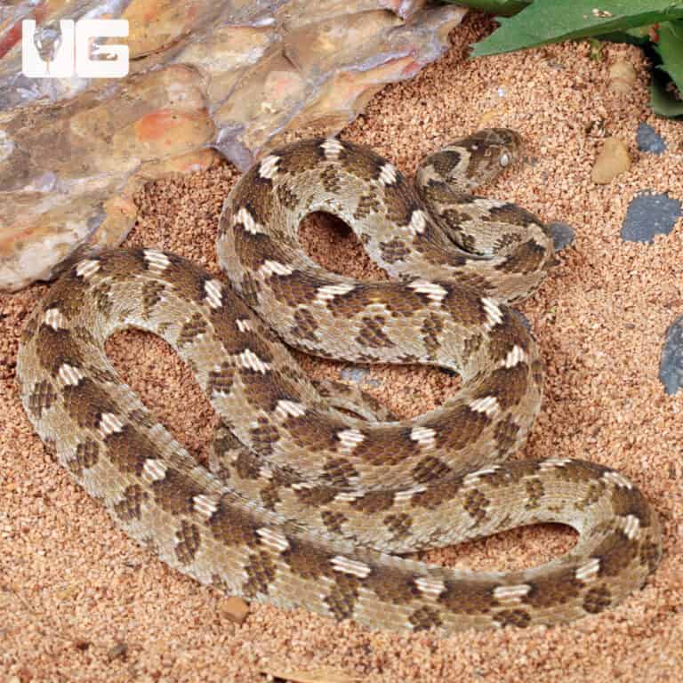Egyptian Egg Eating Snakes (Dasypeltis bazi) For Sale - Underground ...