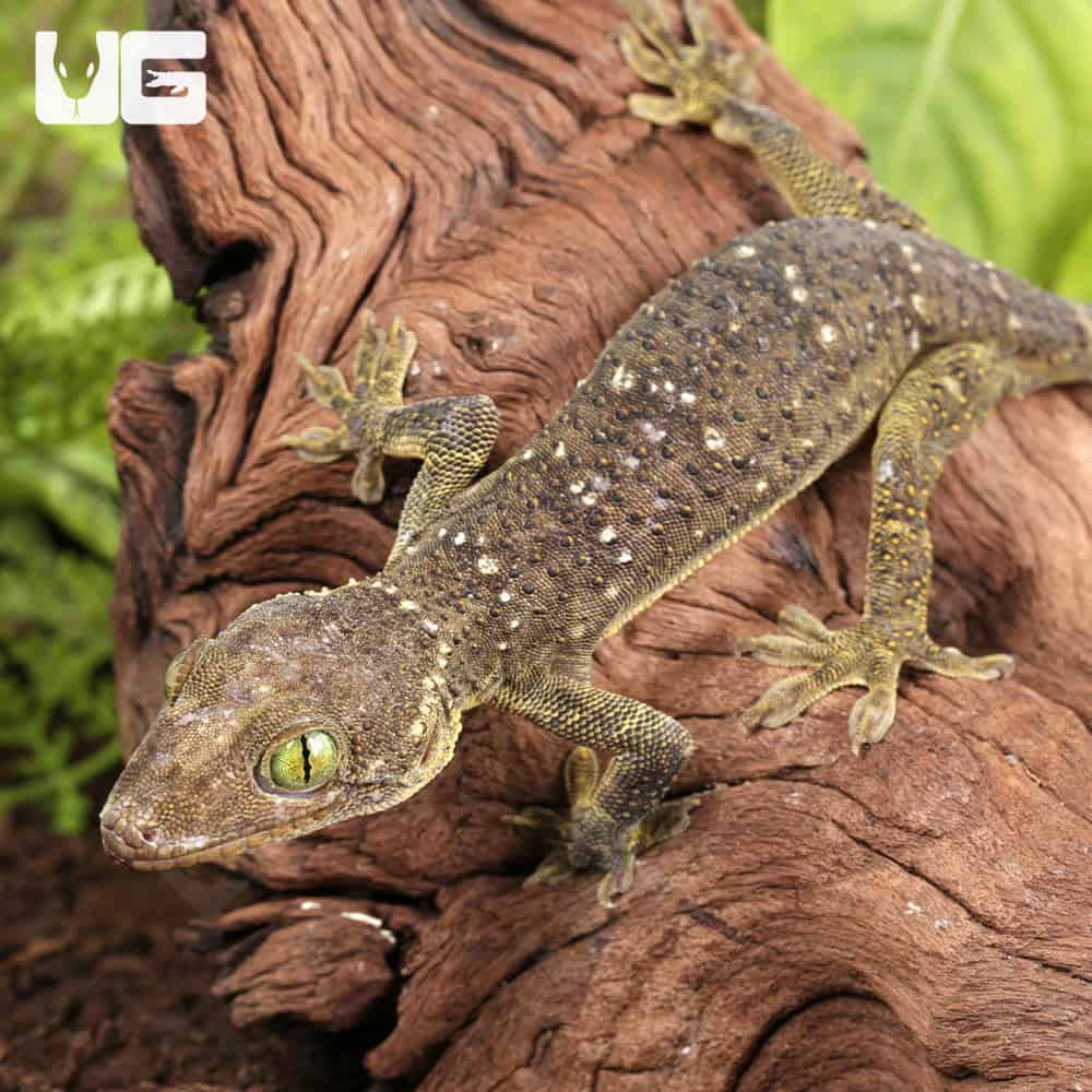Geckos For Sale - Underground Reptiles