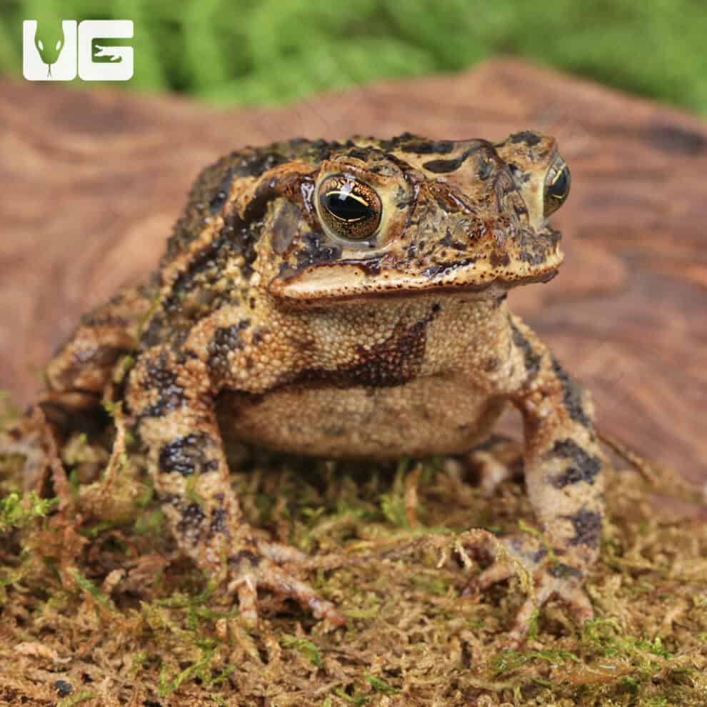 Gulf Coast Toad For Sale - Underground Reptiles