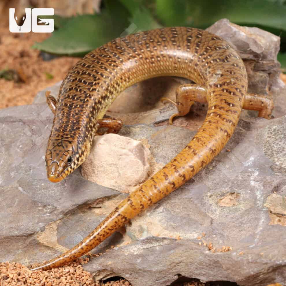 Auctions - Underground Reptiles