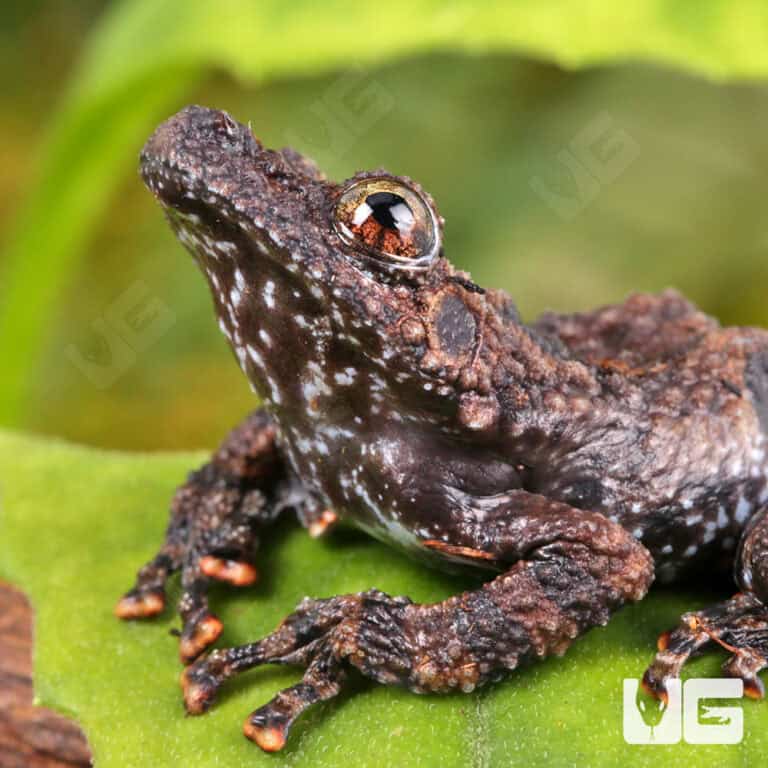 Spiny Warty Frog (Theloderma horridum) For Sale - Underground Reptiles