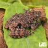 Tree Frogs For Sale - Underground Reptiles