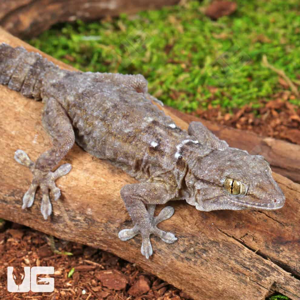 White Spot Gecko For Sale - Underground Reptiles